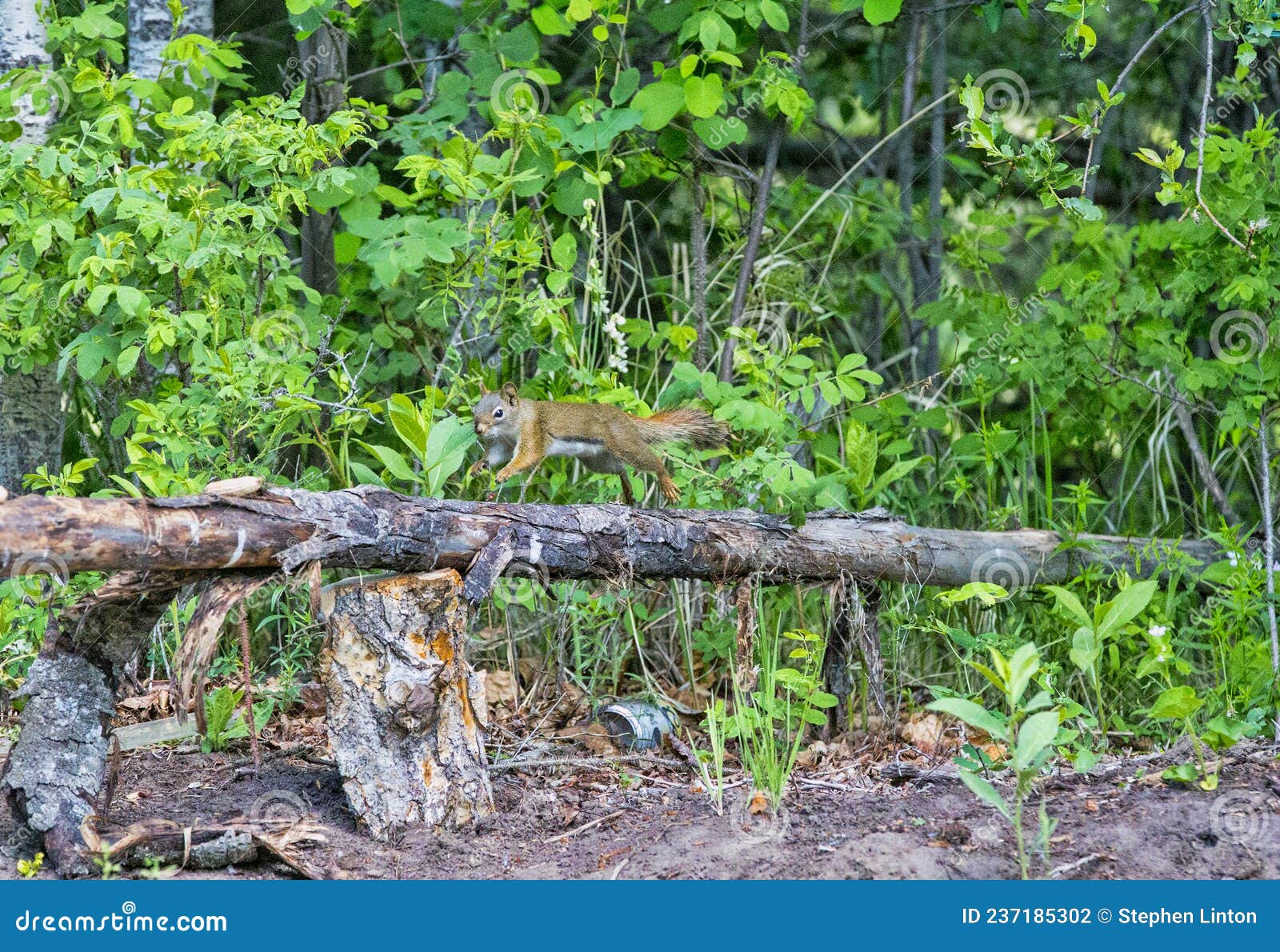 Red Squirrel in a Tree stock photo. Image of orange - 237185302