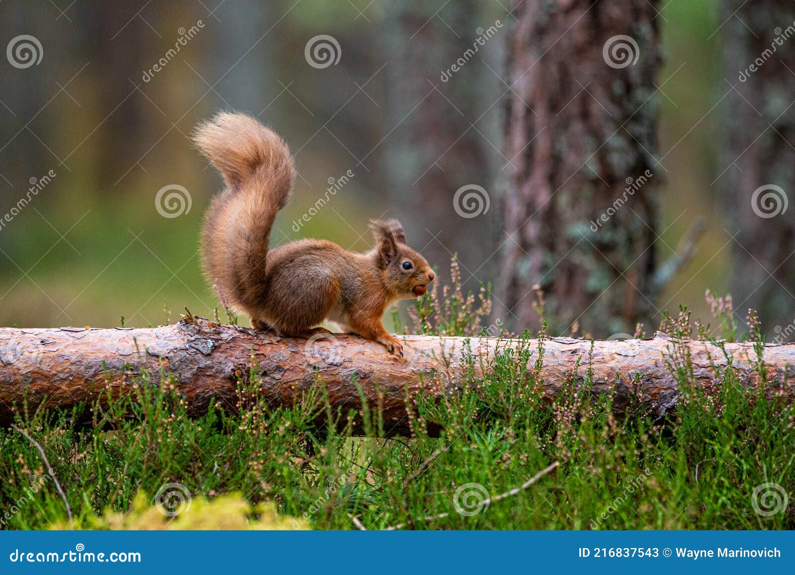 Red Squirrel Running Along a Pine Tree Log Stock Image - Image of ...