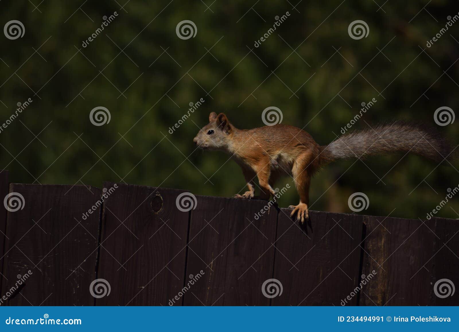 Red Squirrel Running on the Fence Stock Image - Image of fence, furry ...
