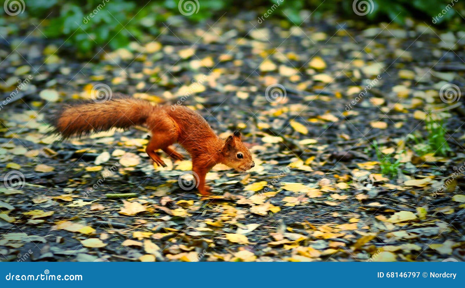 Red Squirrel Running on the Ground among Fallen Leaves Stock Image ...