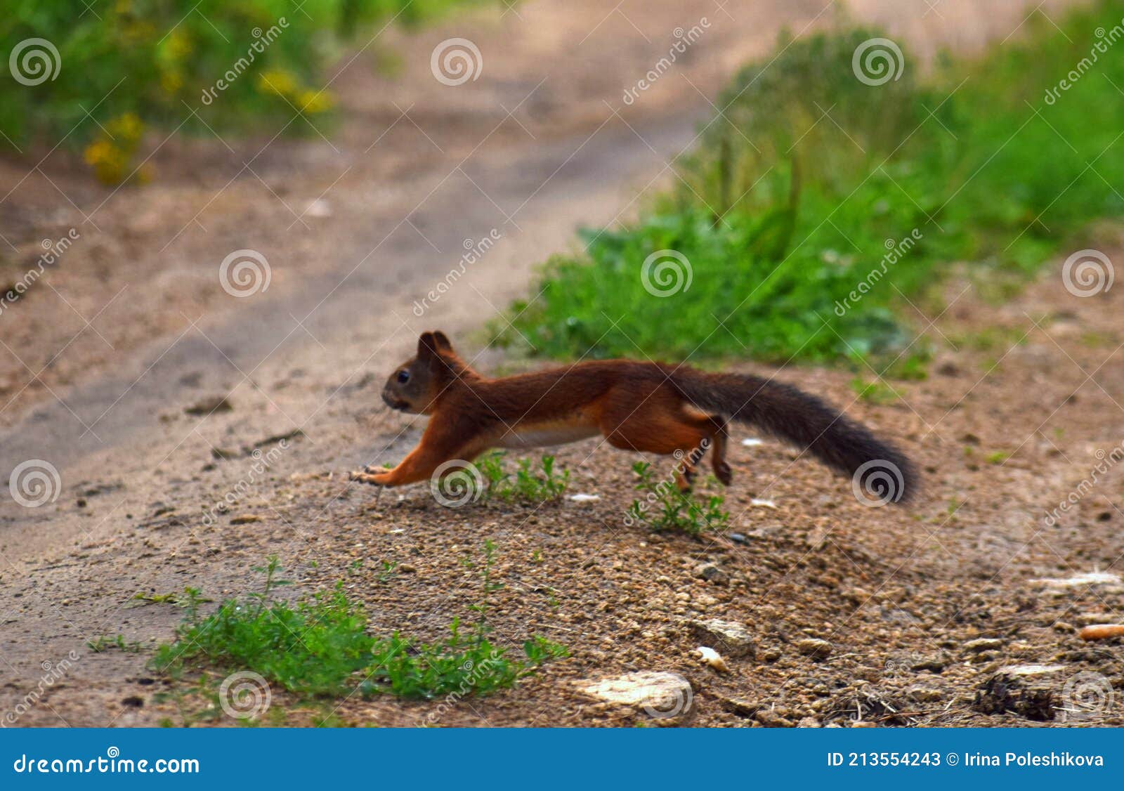 Squirrel runs by the road stock image. Image of summer - 213554243