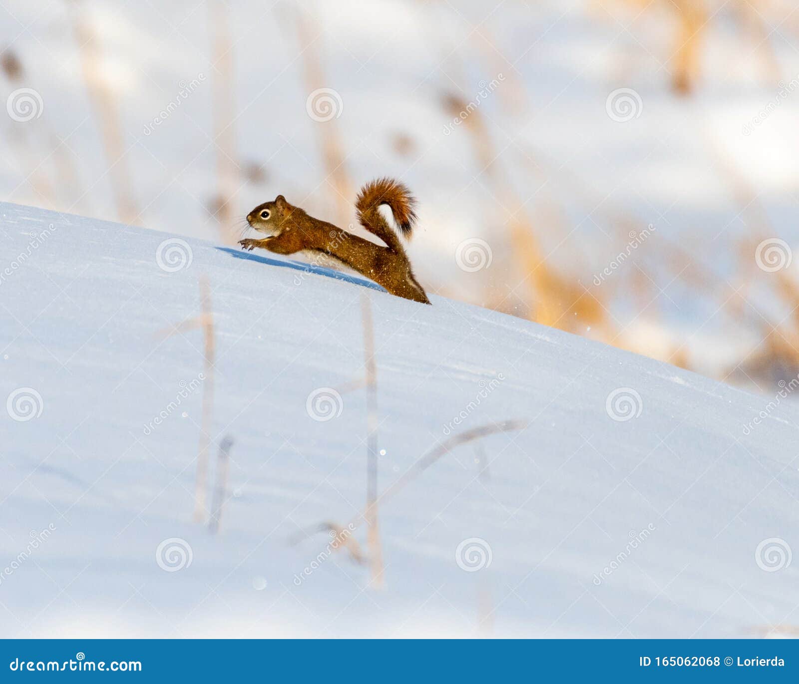 Red Squirrel Running into the Snow Stock Photo - Image of animals, wild ...