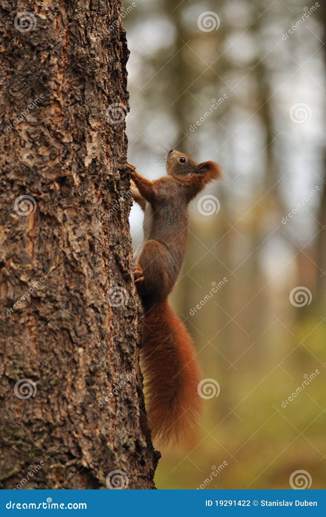 Red Squirrel Running on Tree Stock Photo - Image of rodent, mammal ...