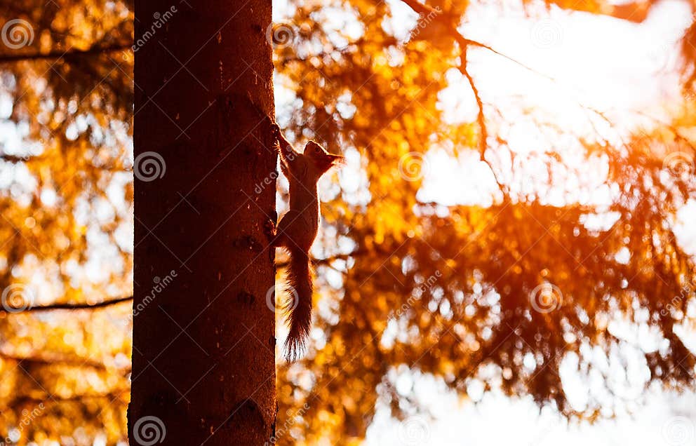 Red Squirrel Running Up the Tree Trunk Stock Image - Image of adorable ...