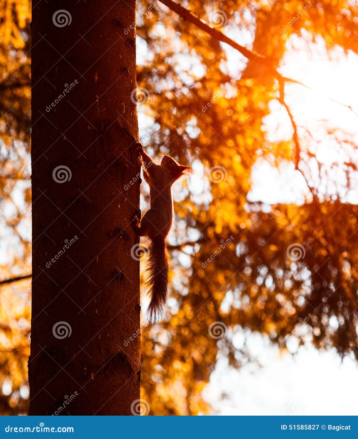 Red Squirrel Running Up the Tree Trunk Stock Image - Image of mammal ...