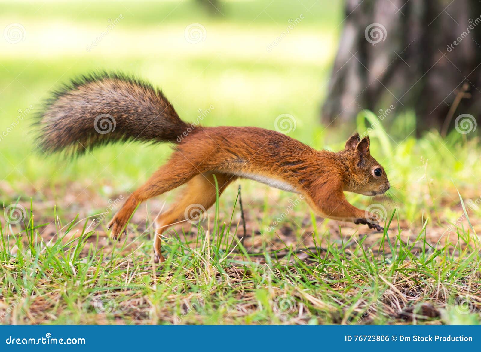 Red squirrel. stock photo. Image of tail, vulgaris, habitat - 76723806