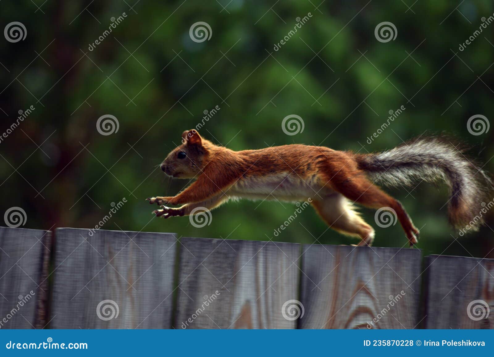 Red Squirrel Runs by the Fence Stock Photo - Image of runs, nature ...