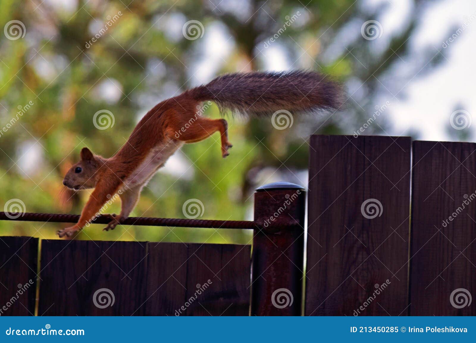 Squirrel Runs, Jumps by the Fence Stock Image - Image of jumping, jumps ...