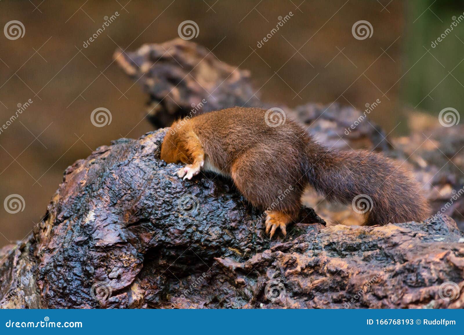 A Red Squirrel with it`s Head in a Hole Stock Image - Image of habitat ...