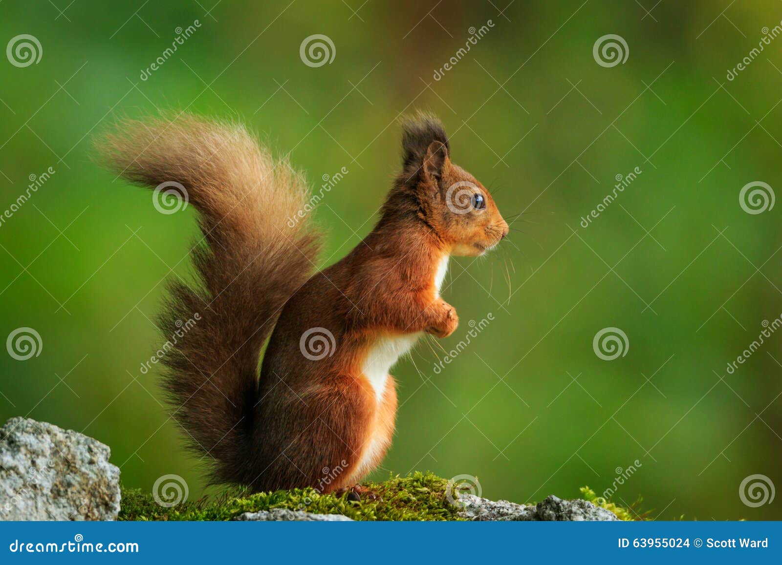 Red Squirrel stock photo. Image of sciurus, mammals, scotland - 63955024