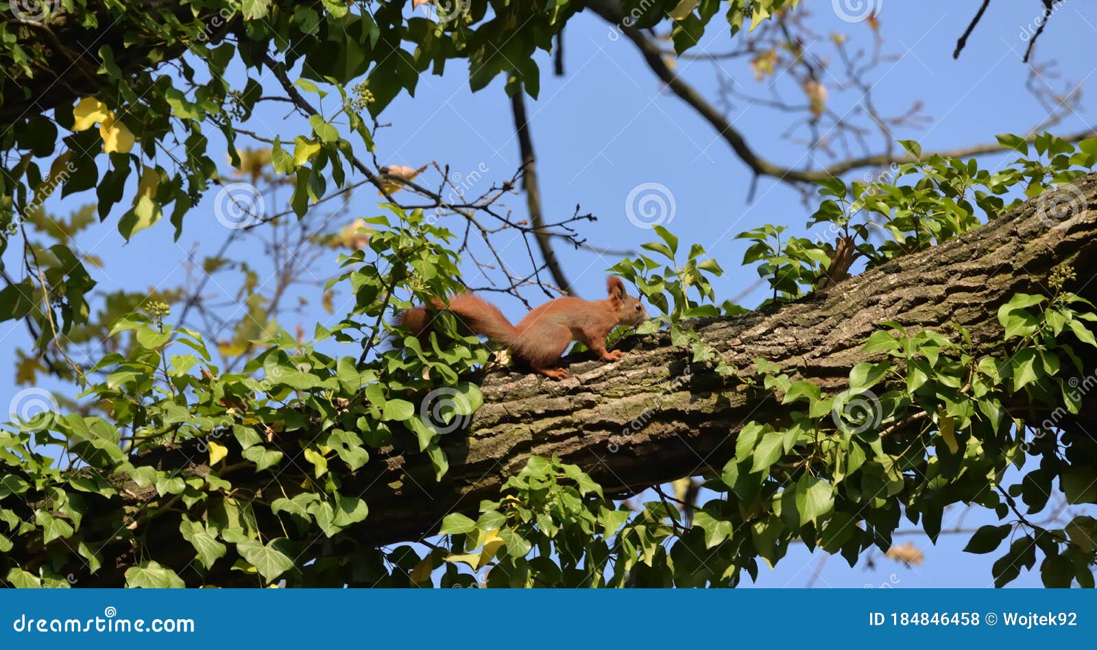 Red Squirrel Sciulus Vulgaris. Stock Photo - Image of outside, great ...