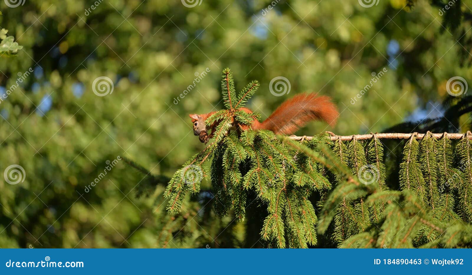 Red Squirrel Sciulus Vulgaris. Stock Image - Image of tree, outside ...