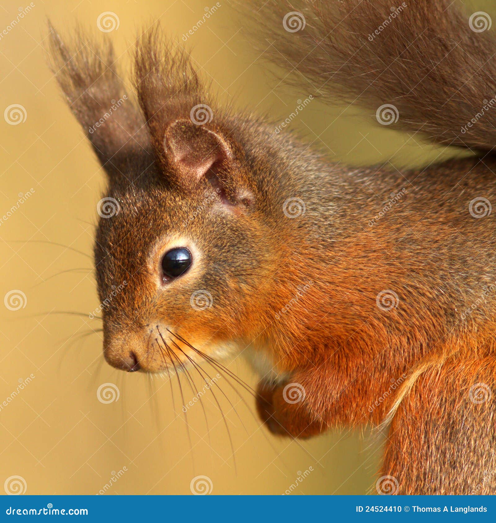 Red Squirrel (Sciurus Vulgaris) Stock Photo - Image of face, whiskers ...
