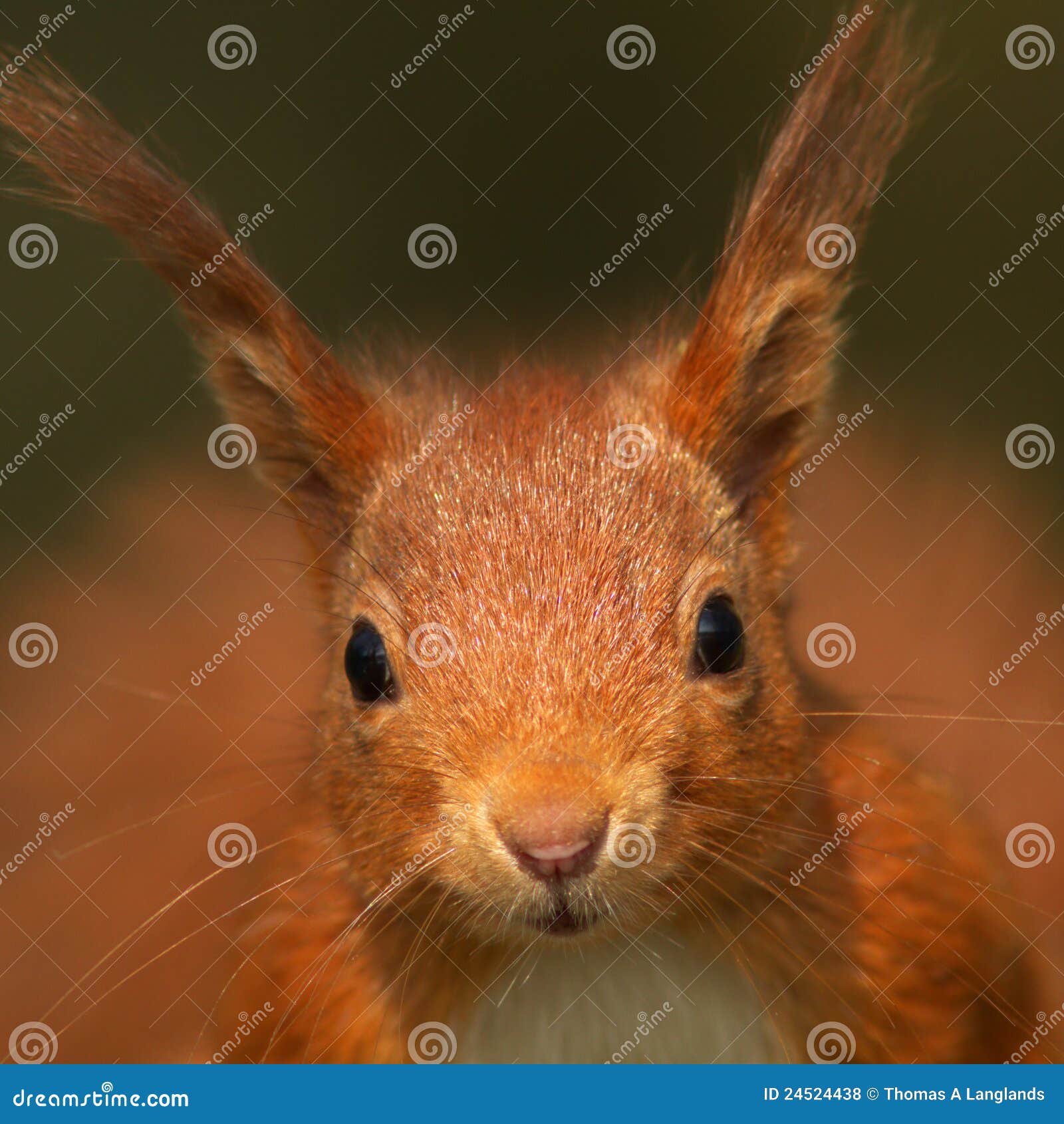 Red Squirrel (Sciurus Vulgaris) Stock Photo - Image of face, wildlife ...
