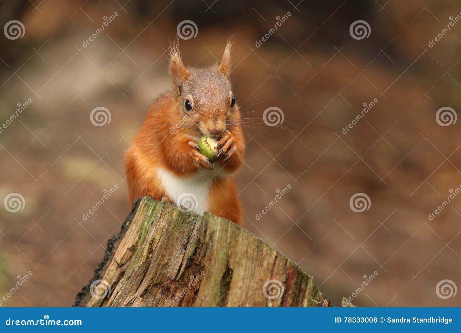 Red Squirrel (Sciurus Vulgaris) Feeding on a Acorn. Stock Photo - Image ...