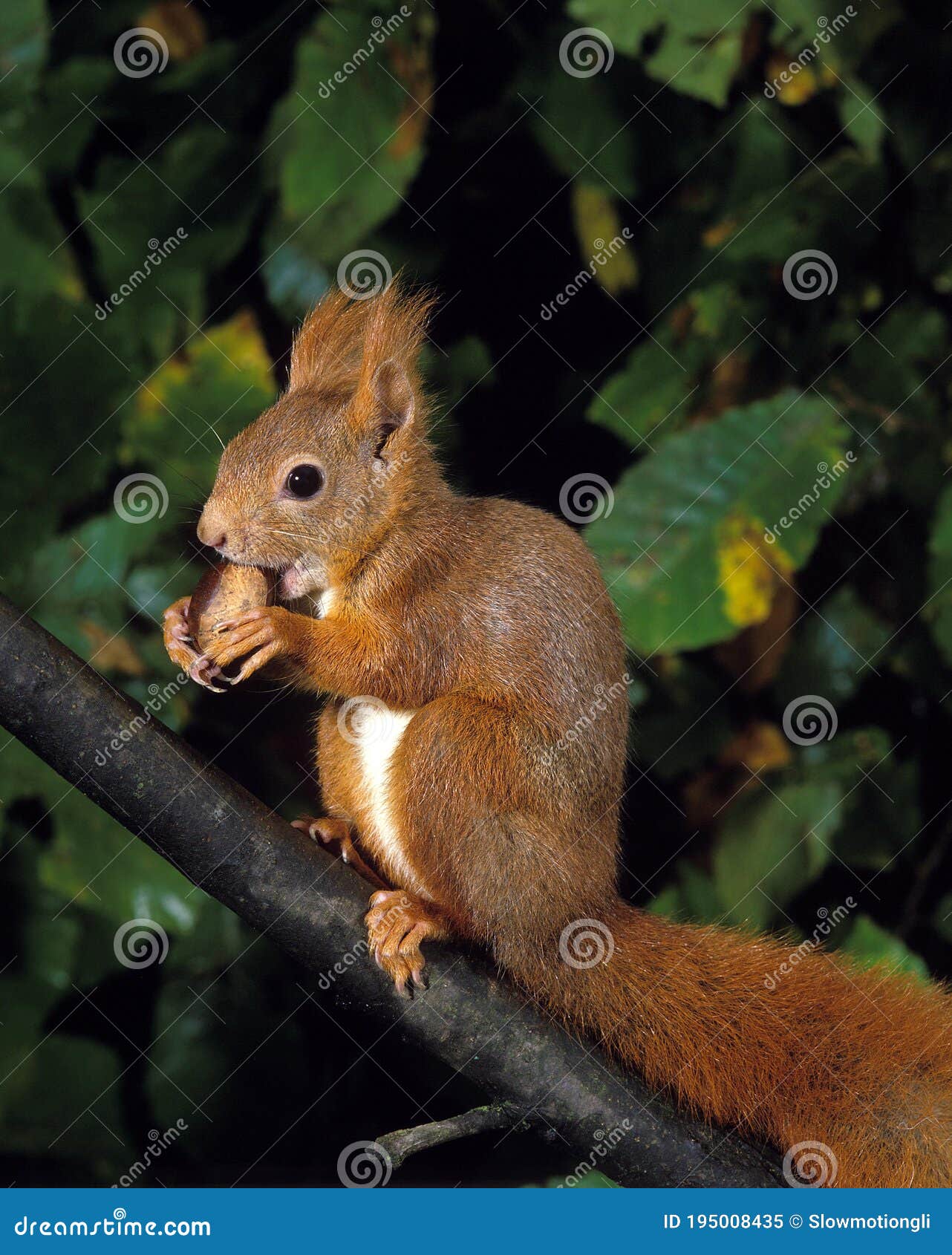 Red Squirrel, Sciurus Vulgaris, Female Eating Chestnut Stock Image ...