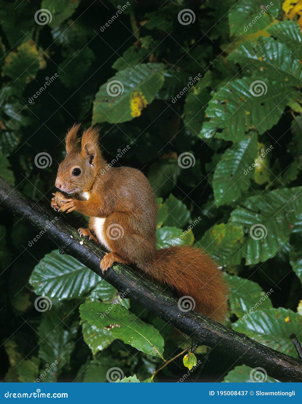 Red Squirrel, Sciurus Vulgaris, Female Eating Chestnut Stock Image ...