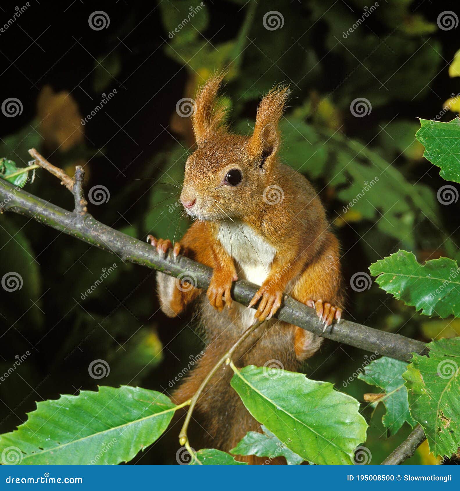 Red Squirrel, Sciurus Vulgaris, Female Standing on Branch Stock Photo ...