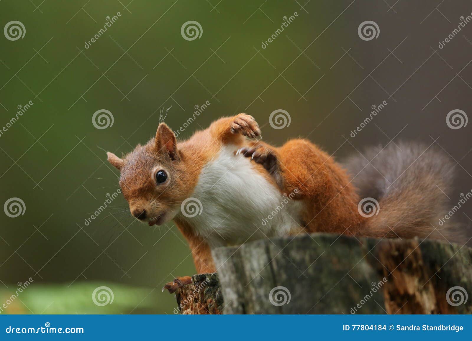 Red Squirrel (Sciurus Vulgaris). Stock Photo - Image of sciurus, eating ...