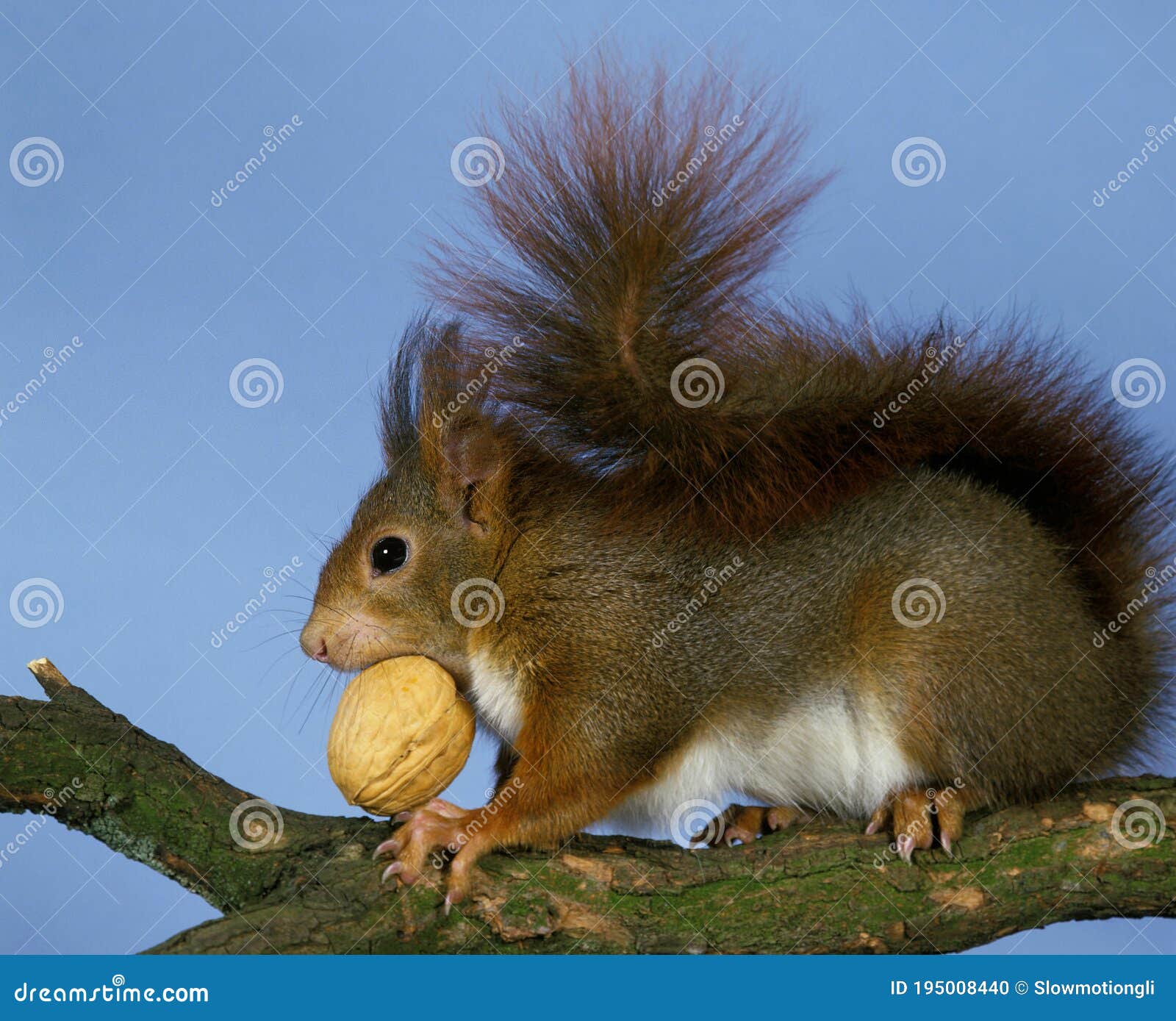 Red Squirrel, Sciurus Vulgaris, Male Eating Walnut Stock Photo - Image ...