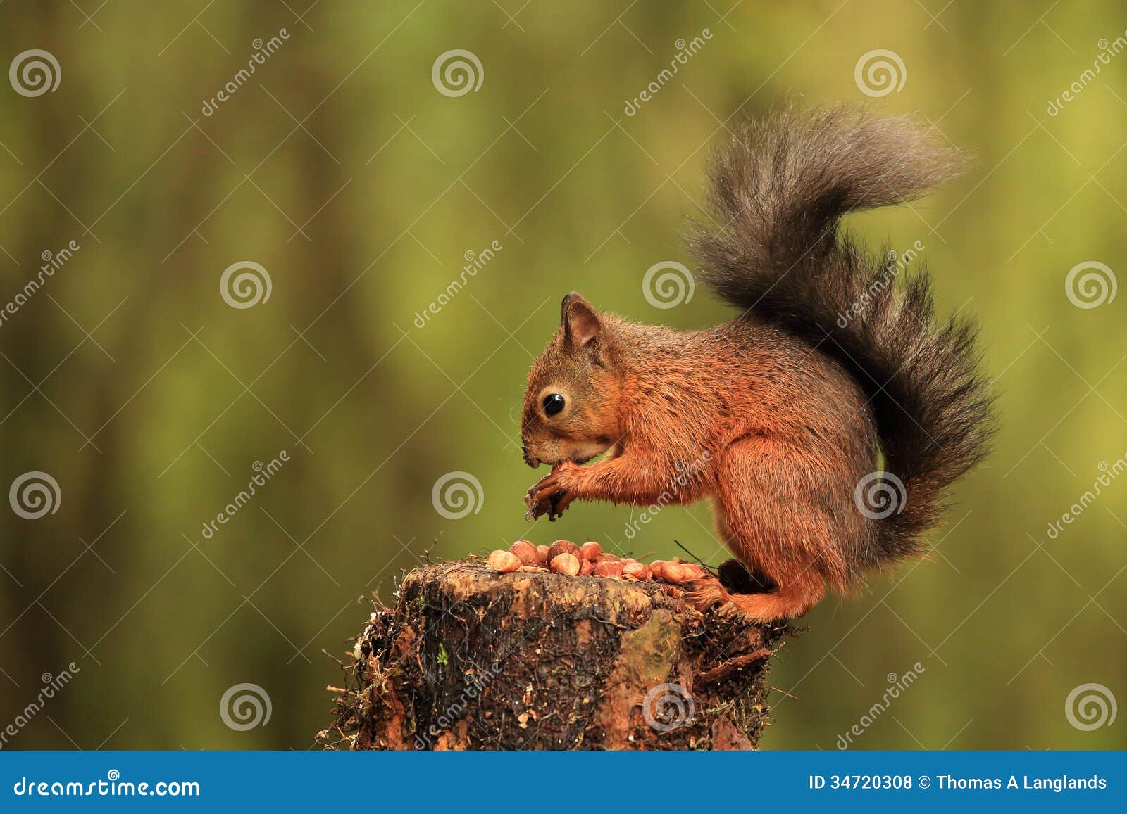 Red Squirrel (Sciurus Vulgaris) Stock Photo - Image of life, mammal ...