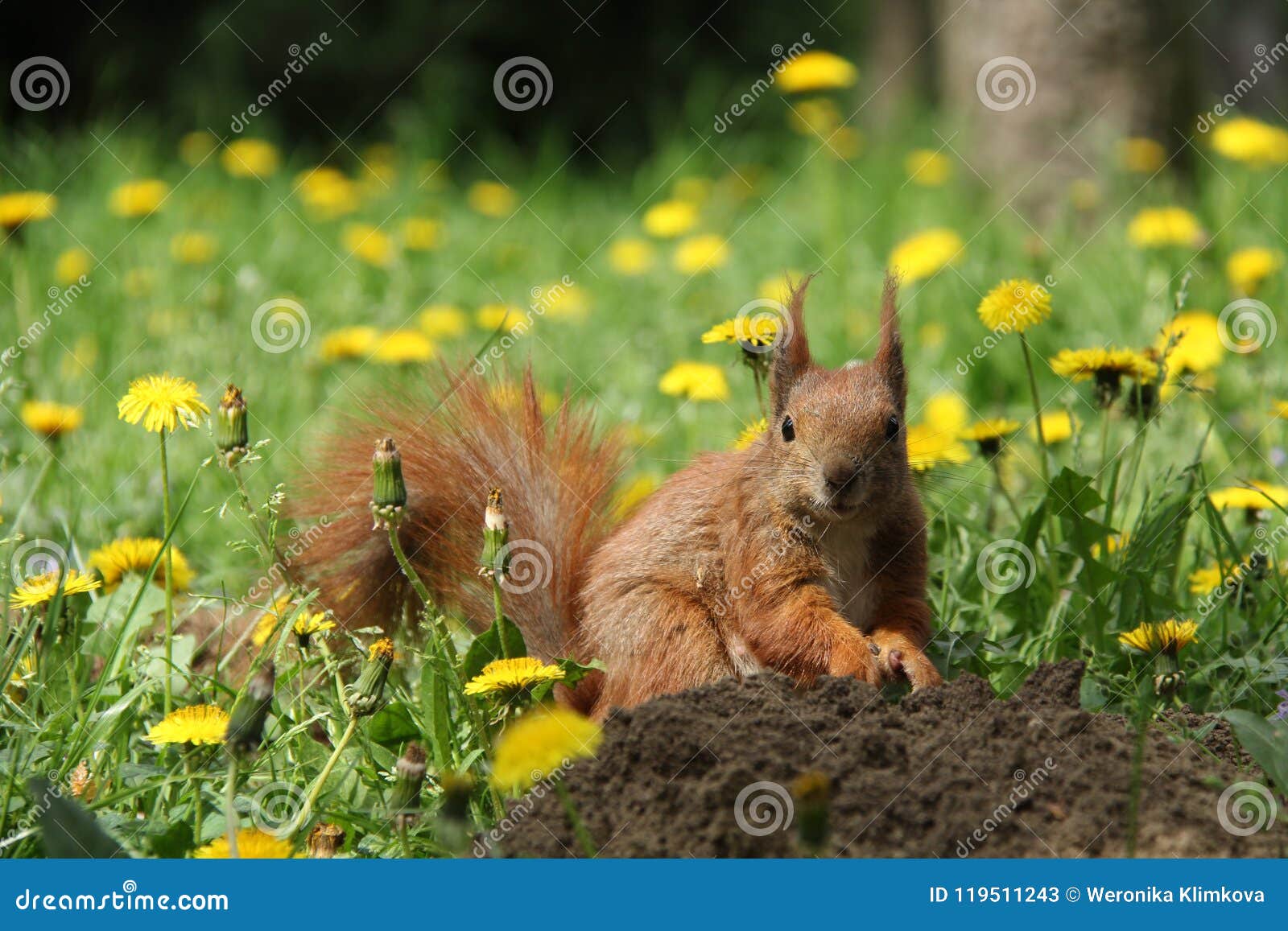 Sciurus vulgaris stock image. Image of arboreal, botanical - 119511243