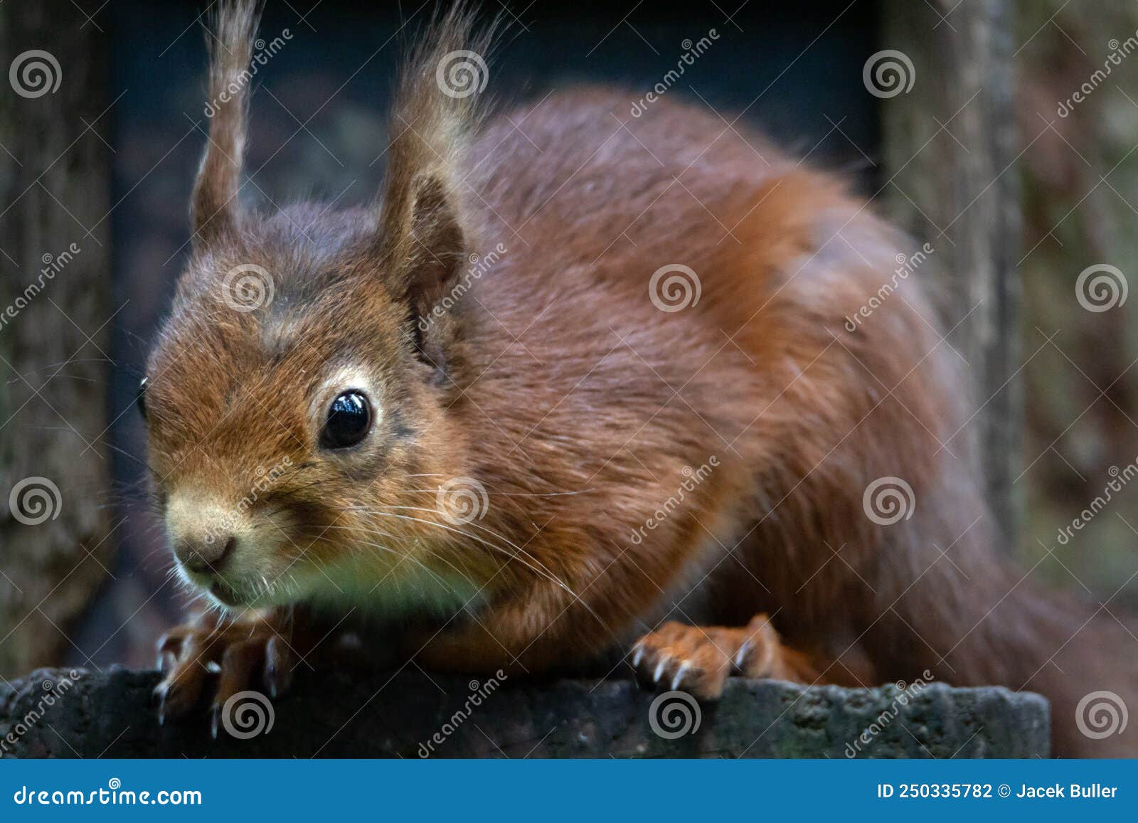 The Red Squirrel Sciurus Vulgaris is a Species of Tree Squirrel Stock ...