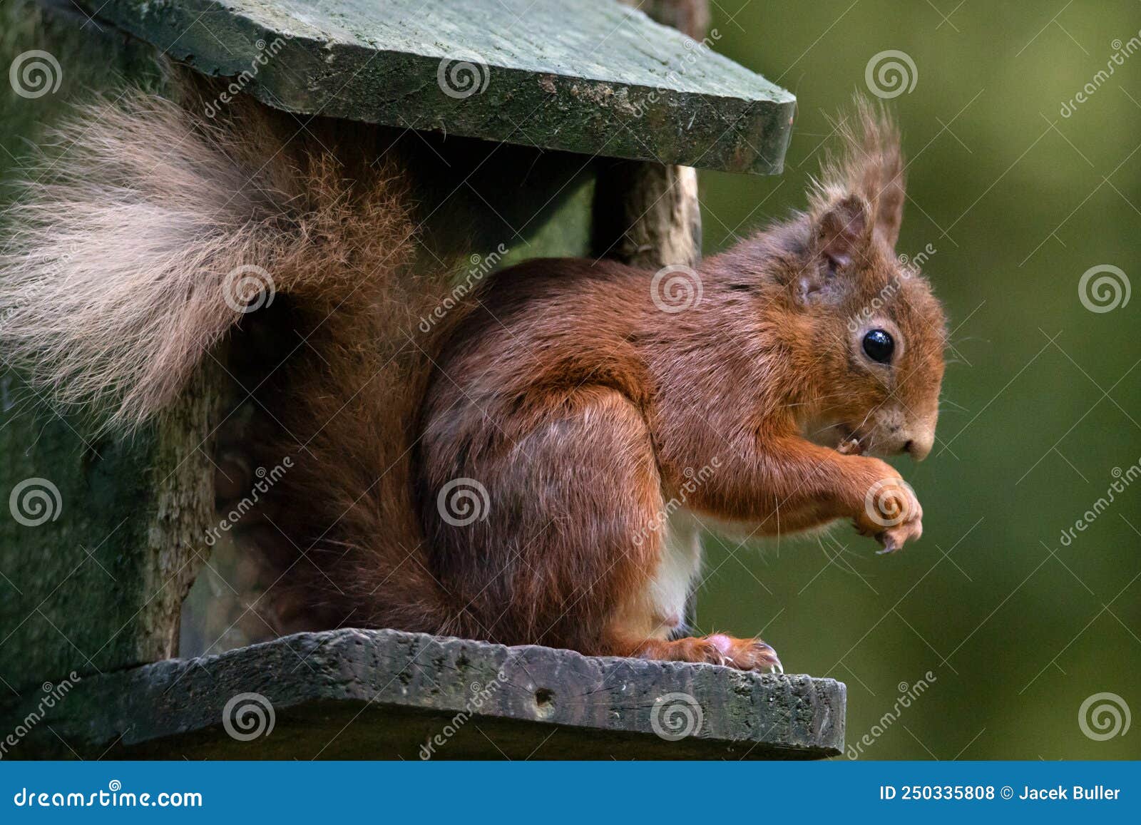 The Red Squirrel Sciurus Vulgaris is a Species of Tree Squirrel Stock ...