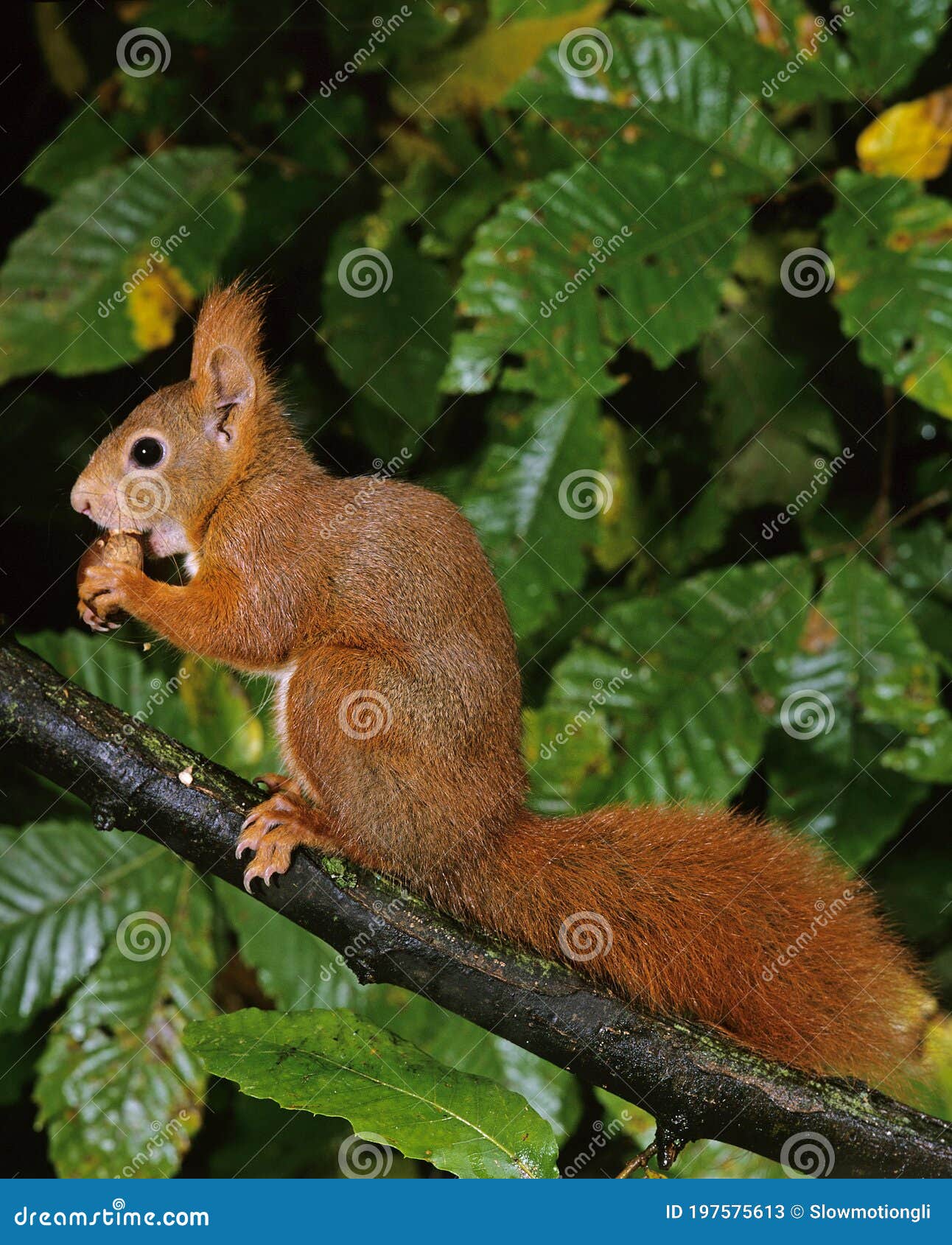 Red Squirrel, Sciurus Vulgaris, Standing on Branch, Eating Chestnut ...