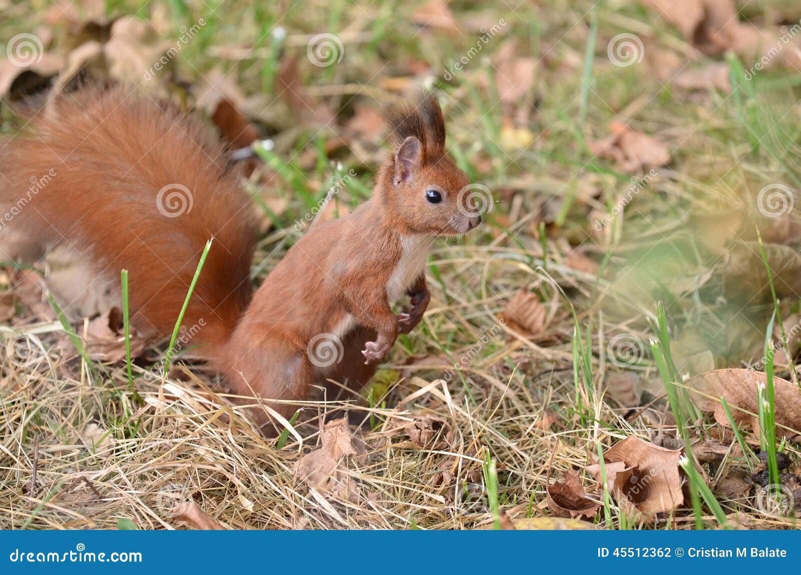 Red Squirrel Searching for Nuts into the Forest Stock Photo - Image of ...