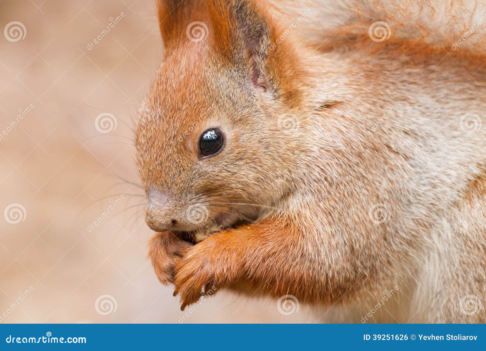 Red squirrel side view stock photo. Image of animal, wild - 39251626