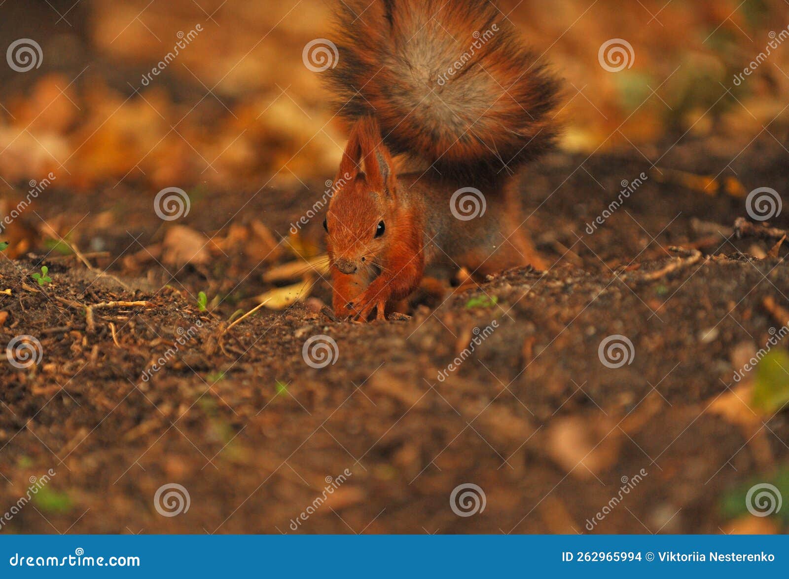 Red Squirrel Sit on Ground . Stock Photo - Image of rodent, branch ...