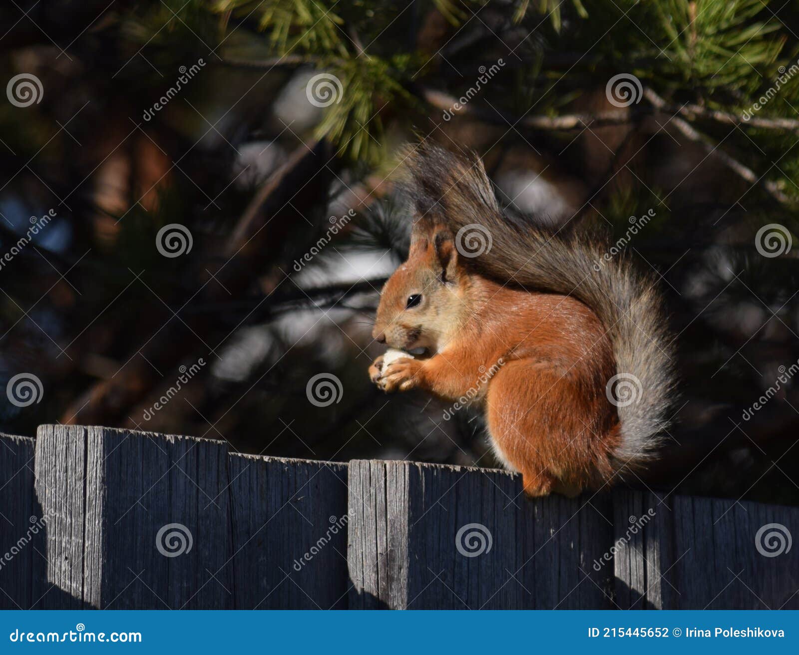 Smiling Squirrel Eats Nut on the Fence Stock Photo - Image of nature ...
