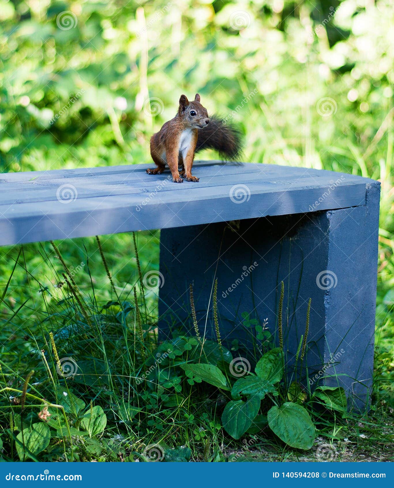 Red Squirrel Sitting on a Blue Bench in the Summer in the Woods Stock ...