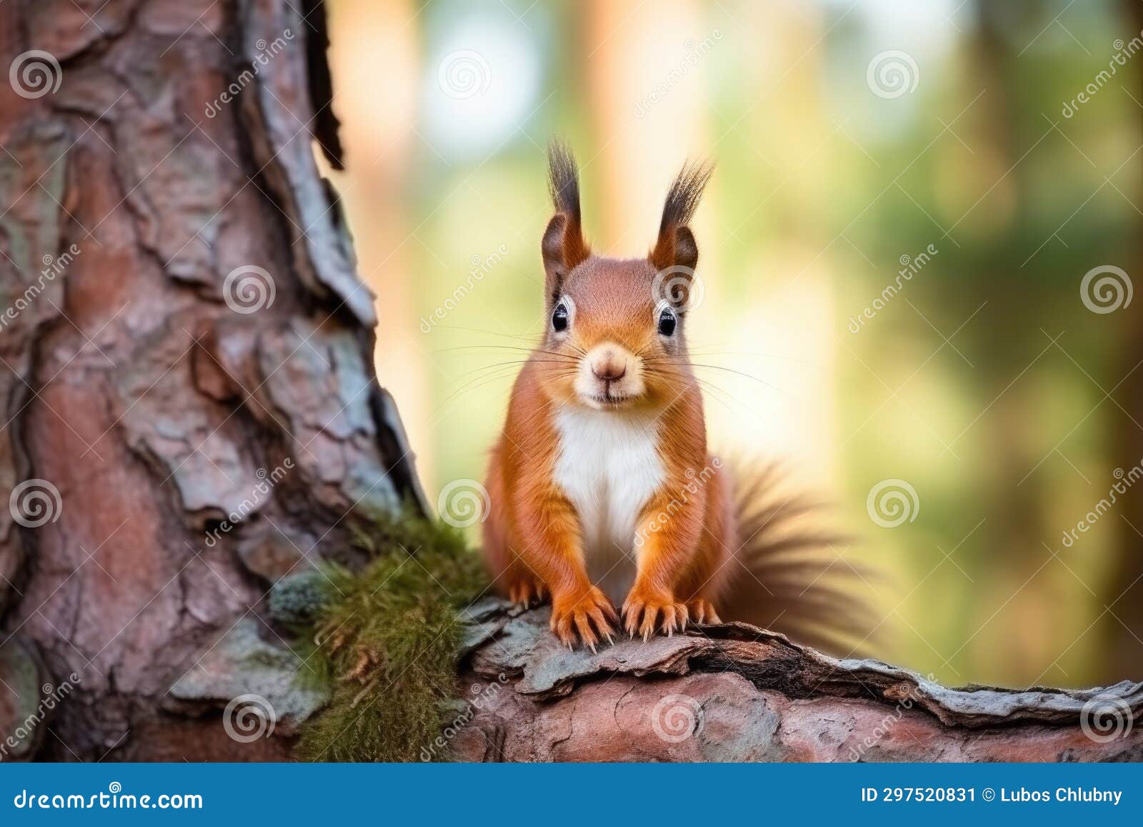 Squirrel Sitting On A Tree Pencil Drawing Stock Photography ...