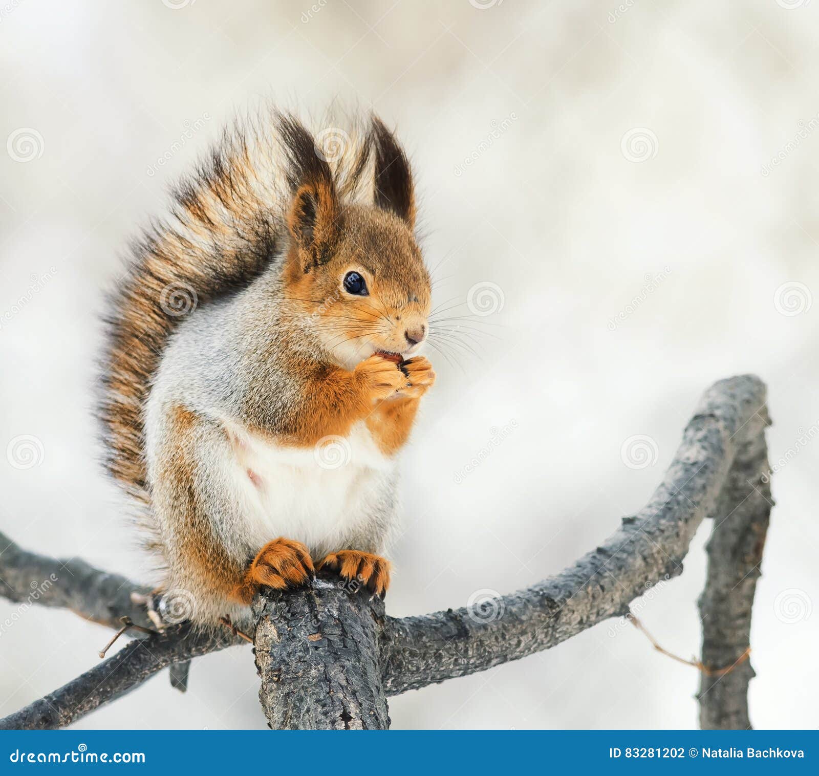 Red Squirrel Sitting on a Branch in the Park and Eats a Nut Stock Photo ...