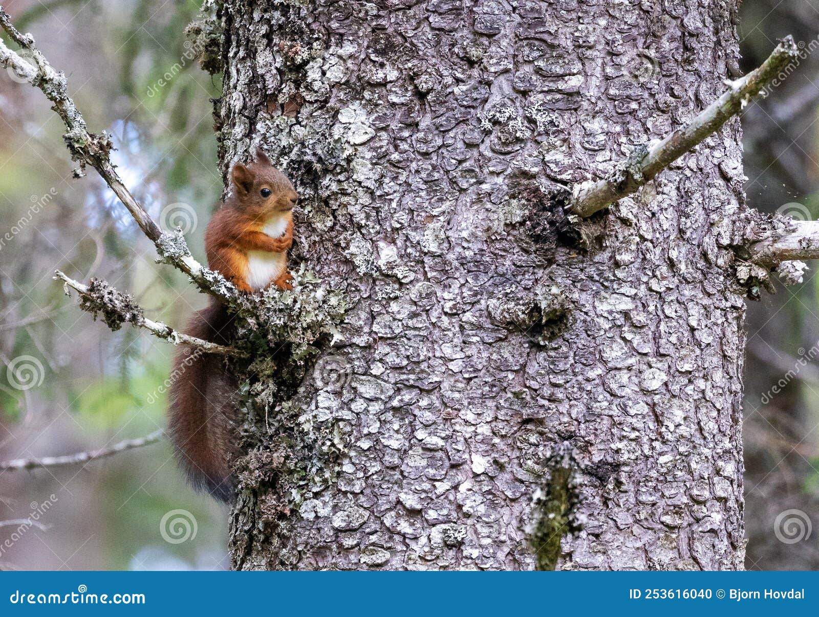 Red Squirrel Sitting on a Branch Stock Photo - Image of animal, nature ...