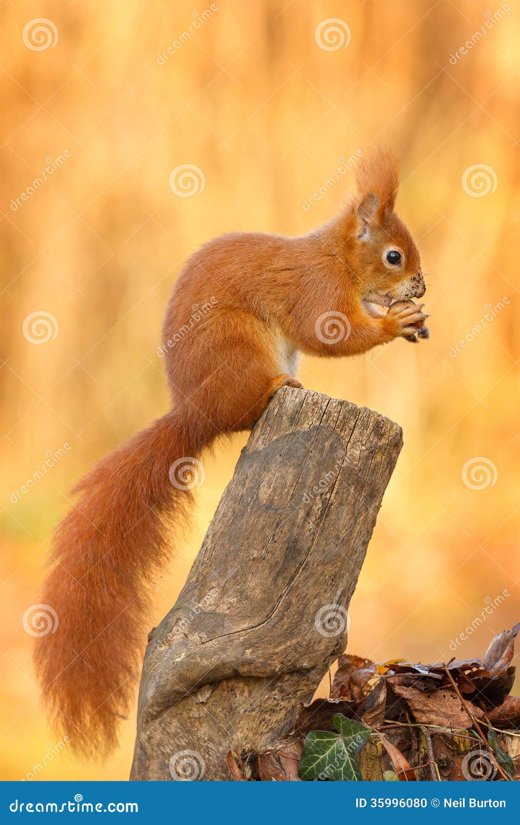 Red Squirrel Sitting and Eating a Hazel Nut Stock Photo - Image of ...