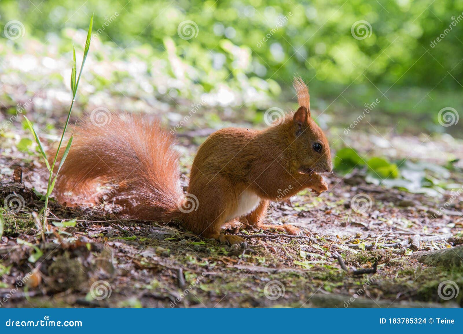 The Red squirrel stock photo. Image of woods, fluffy - 183785324