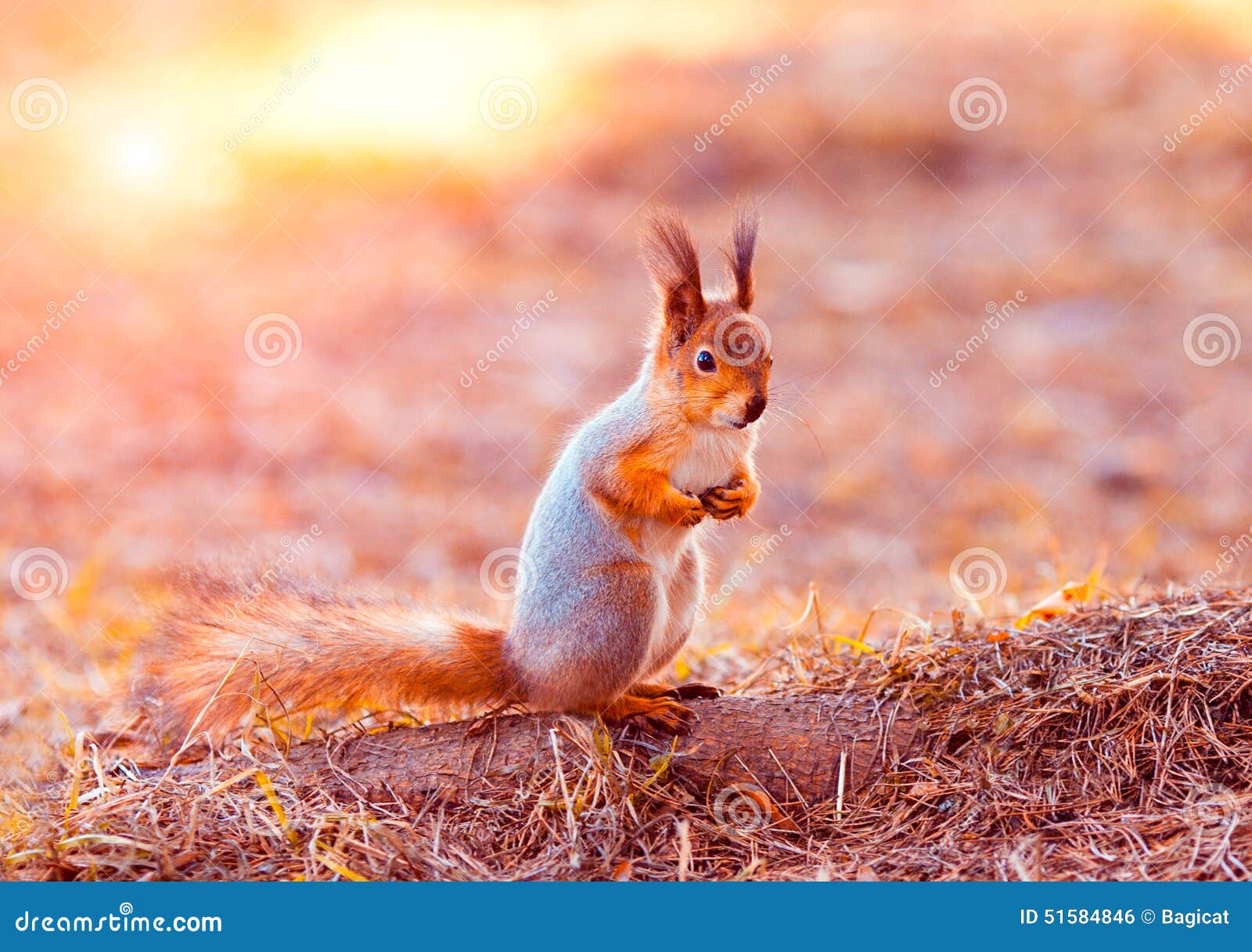 Red Squirrel Sitting on Its Hind Legs Stock Photo - Image of green ...