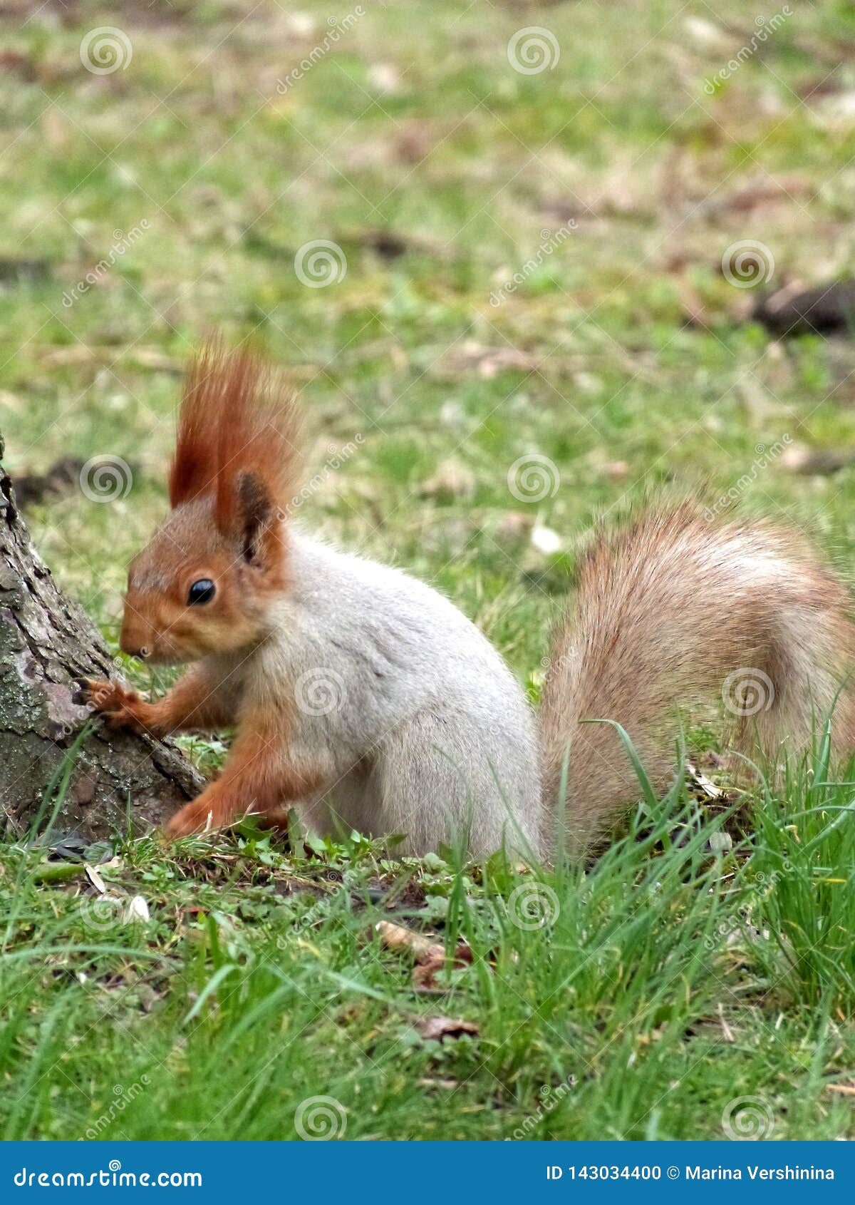 Red squirrel sitting stock photo. Image of animal, funny - 143034400