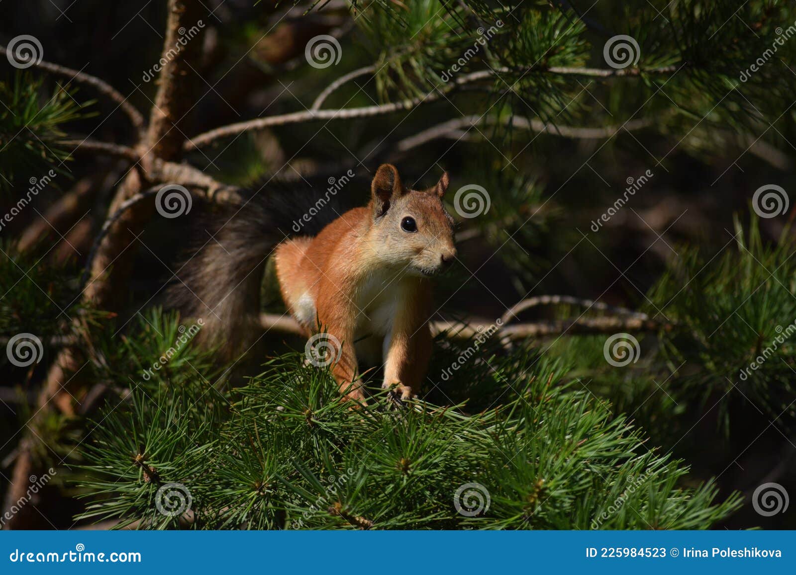 Squirrel on a Pine Tree in the Forest Stock Image - Image of sits ...