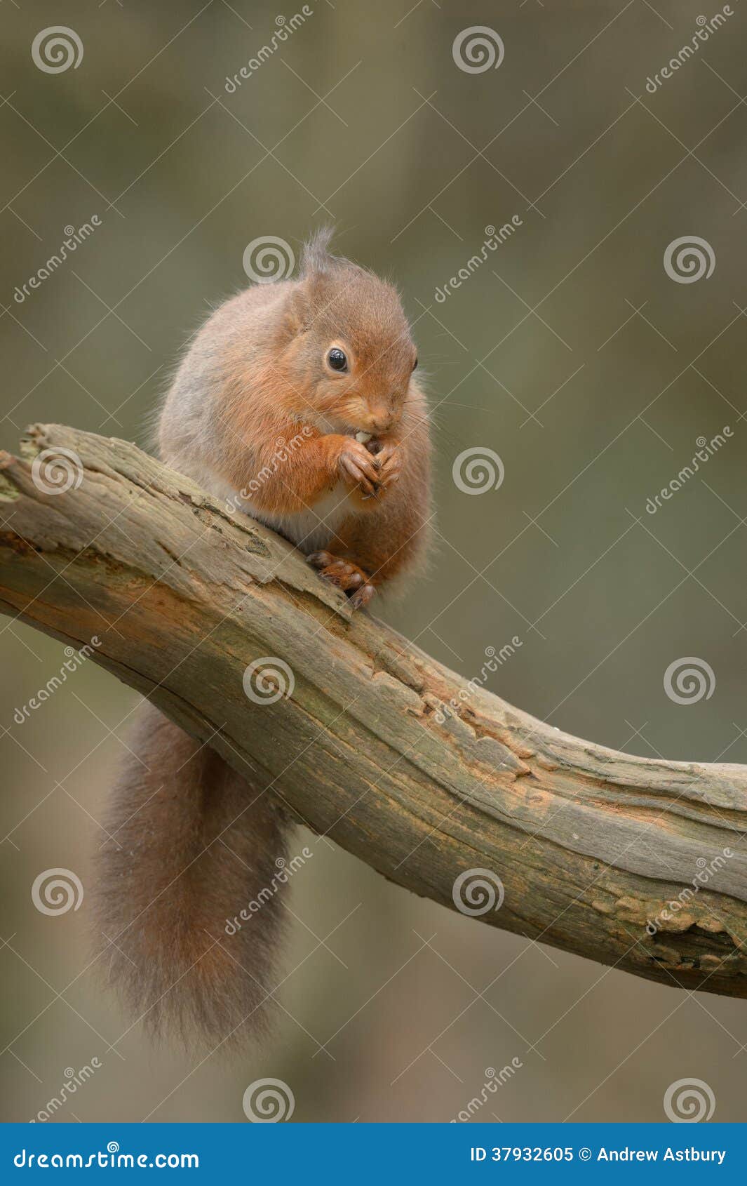 Red Squirrel stock image. Image of woodland, rare, nature - 37932605