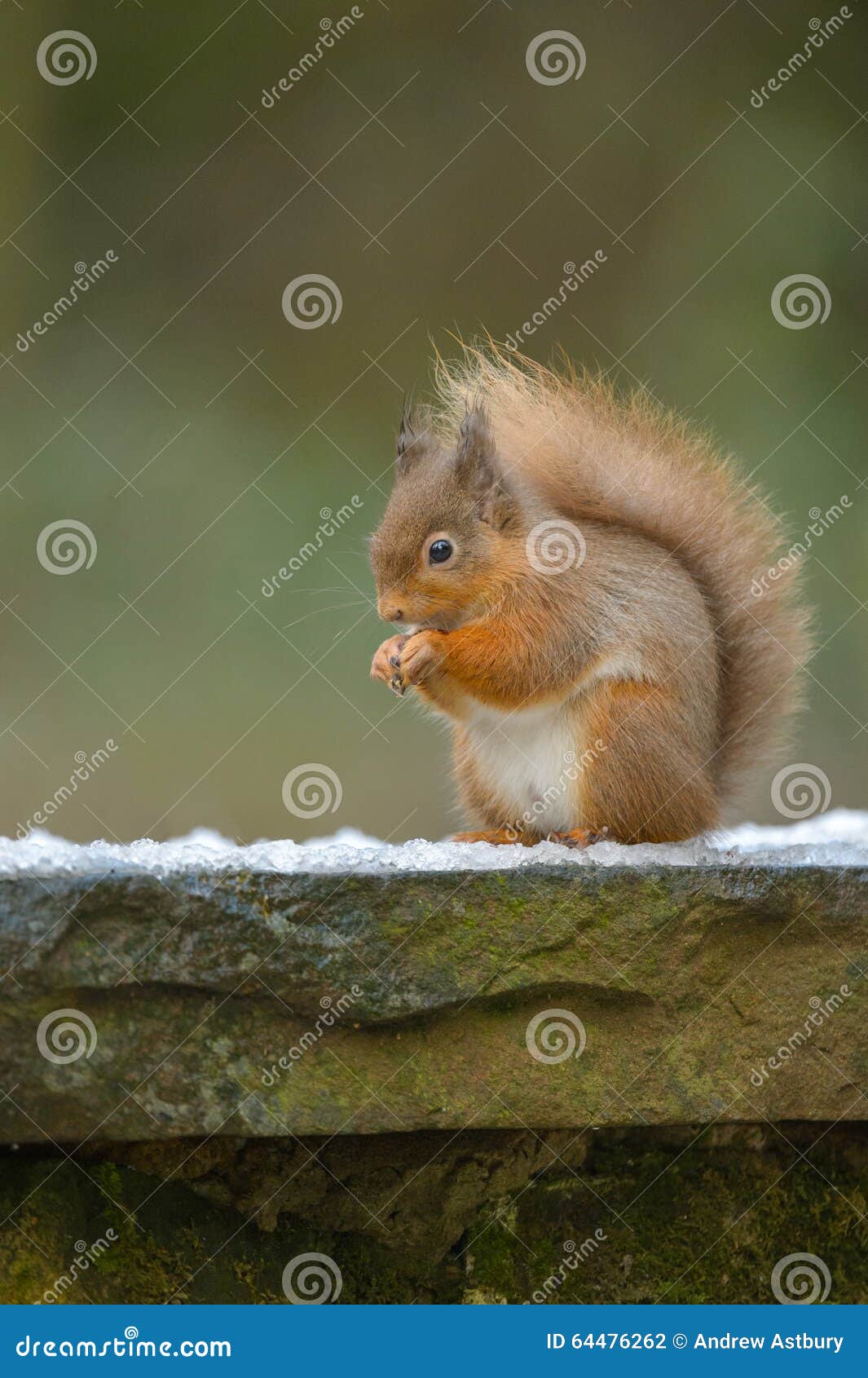 Red Squirrel stock photo. Image of brown, nature, mammal - 64476262