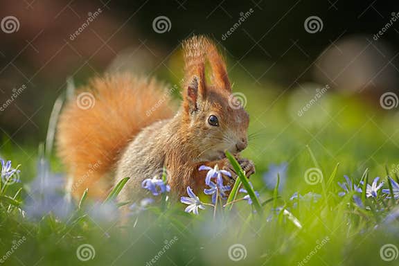 Red Squirrel Sitting in Spring Flowers Stock Photo - Image of cute ...