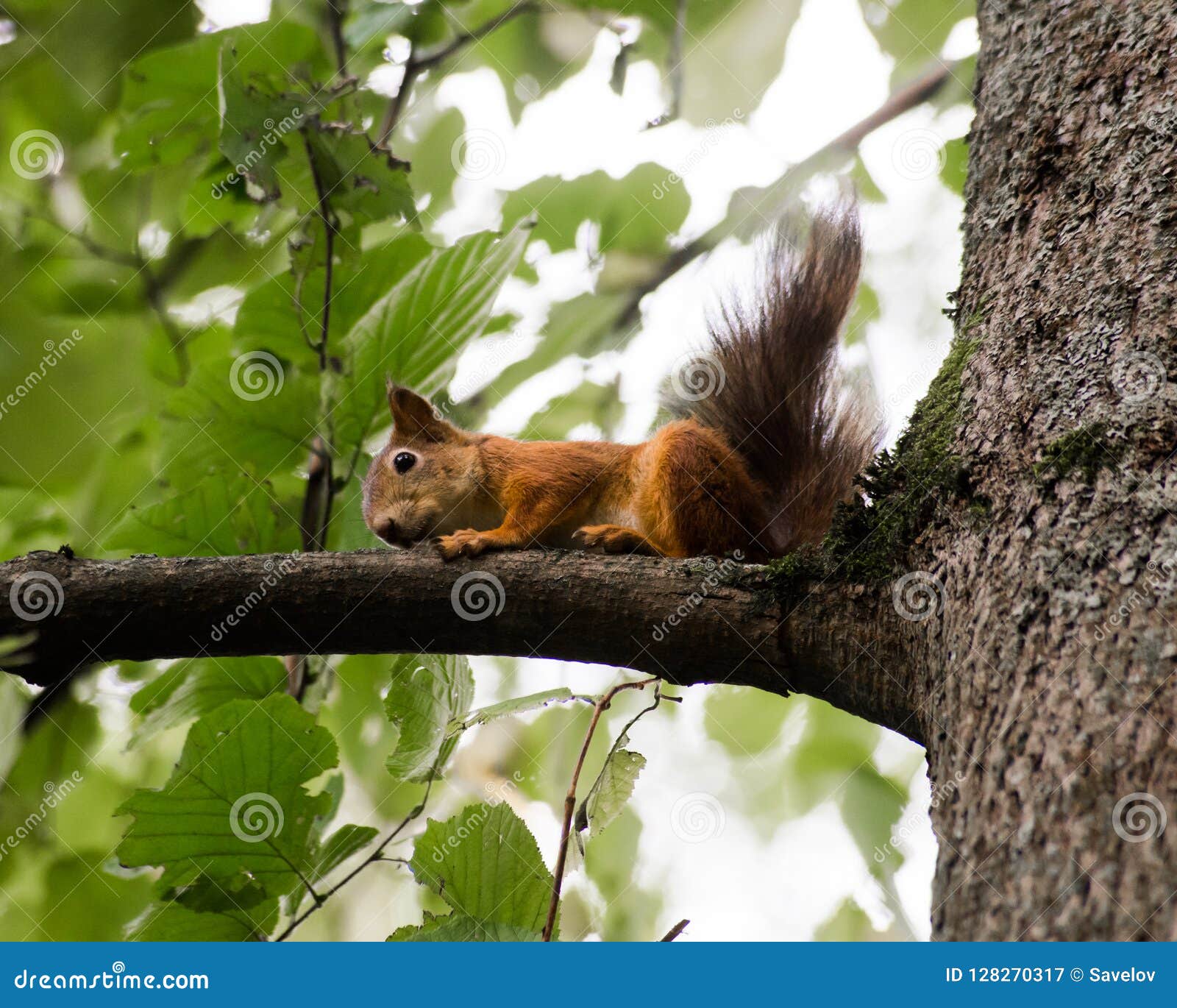 Red Squirrel Sitting on a Tree Branch Stock Image - Image of bright ...