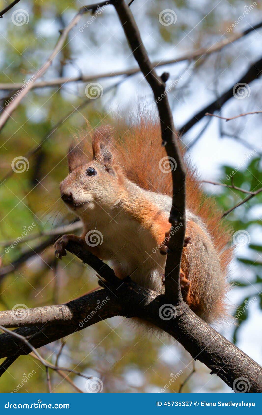 Red Squirrel Sitting on a Tree Branch Stock Image - Image of hair ...