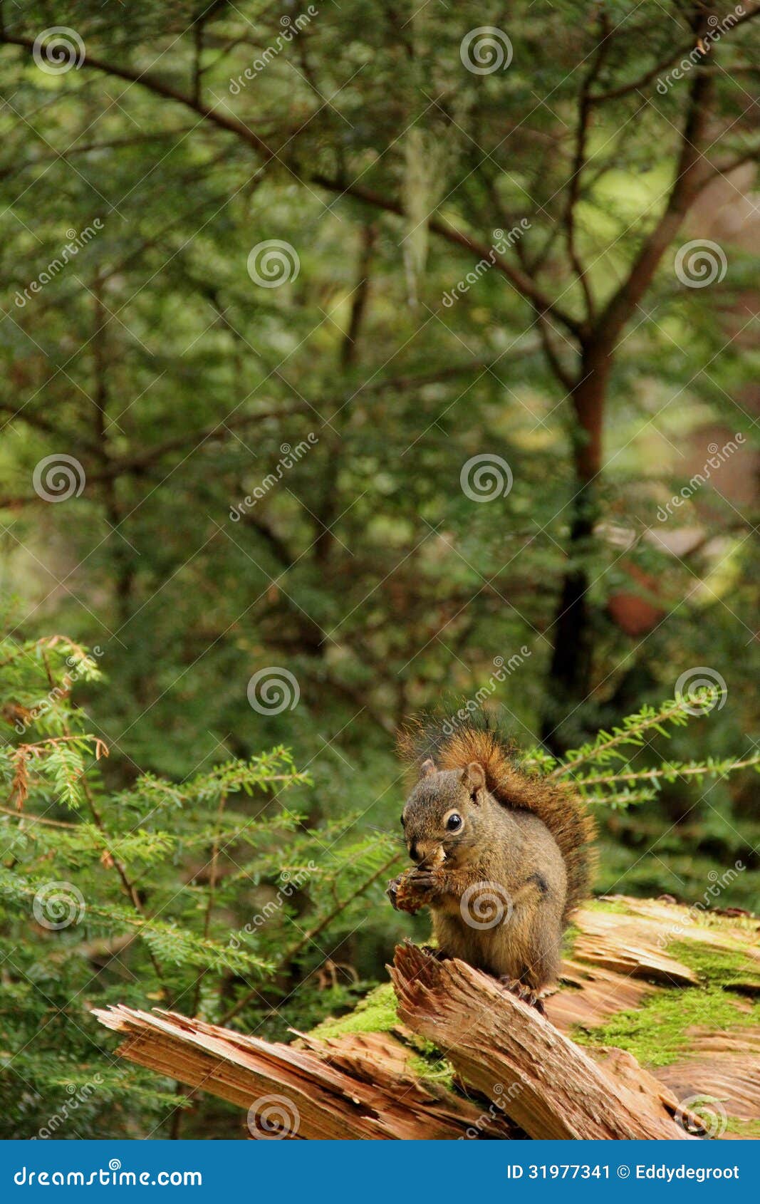 Red Squirrel stock image. Image of nature, colorful, tail - 31977341