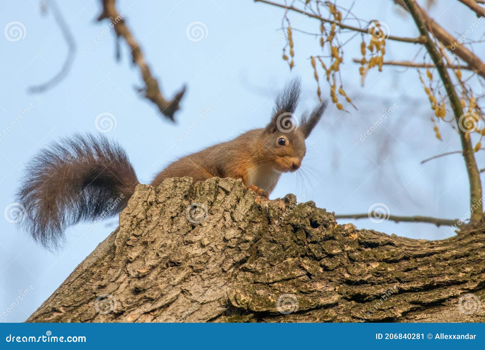 Red Squirrel Sitting on a Tree, Forest Squirrel (Sciurus Vulgaris Stock ...