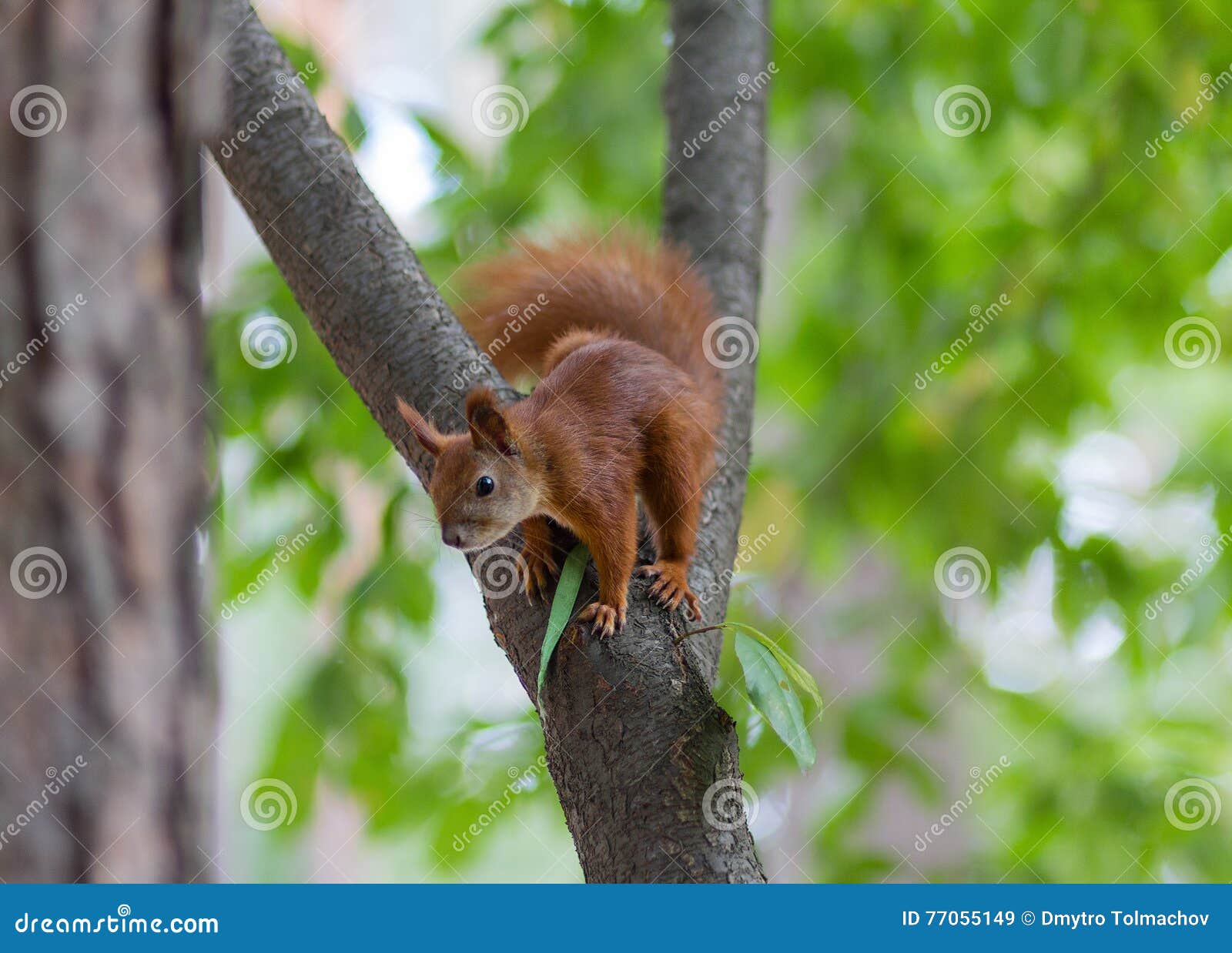 Red Squirrel Sitting on a Tree Stock Image - Image of natural, mammal ...